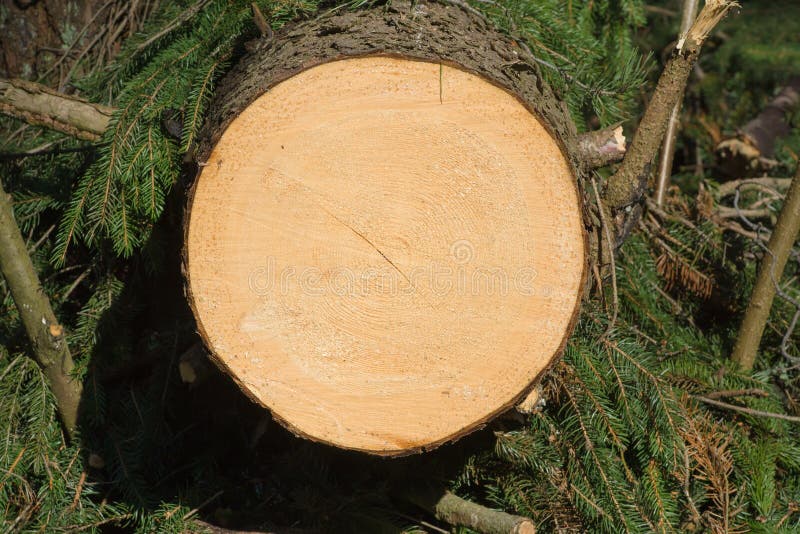 Sawn timber in the forest stock photo. Image of natural - 95383458