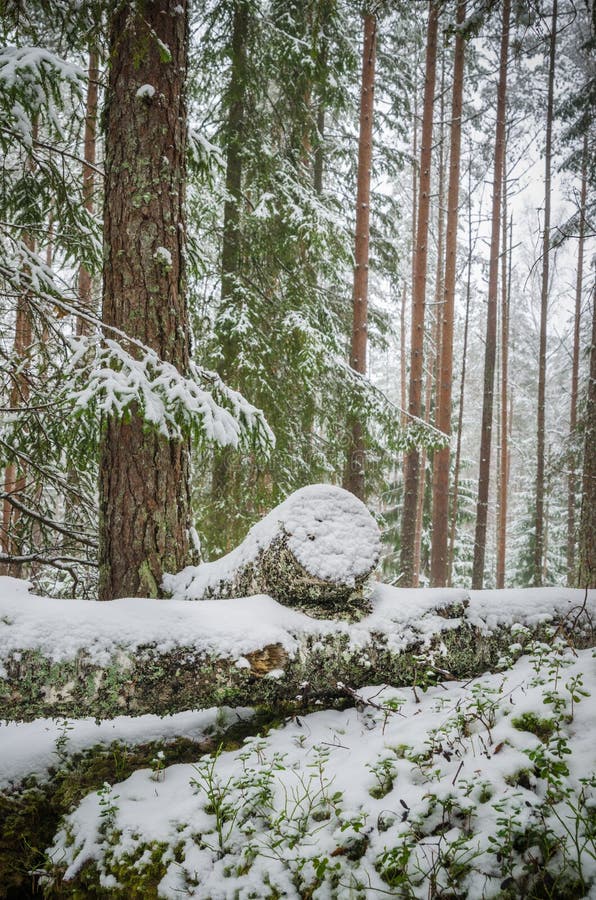 Sawn Timber in the Snowy Forest Stock Photo - Image of sawed, cold ...