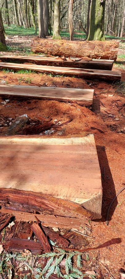 Sawn Timber in Woodland Setting. Stock Photo - Image of brown, plank ...