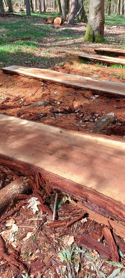 Sawn Timber in Woodland Setting. Stock Photo - Image of industry ...