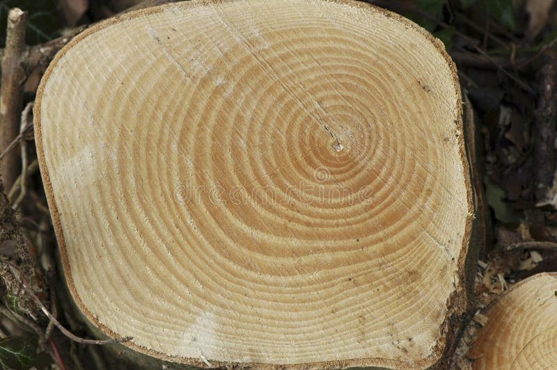 Sawn tree stock photo. Image of tree, rings, stump, sawn - 5224974