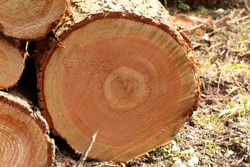 Sawn Tree. Annual Rings on a Tree Stock Image - Image of process ...