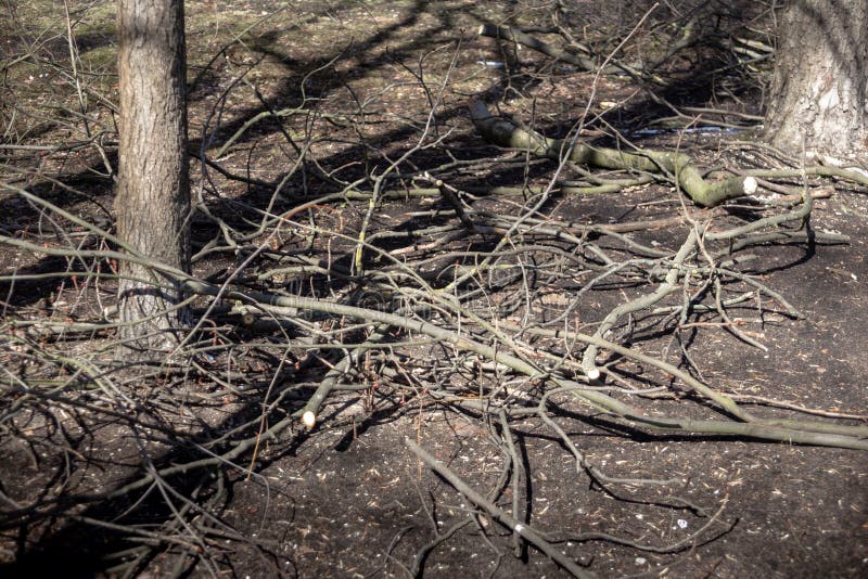 Sawn Tree Branches Lying on the Ground Stock Image - Image of nature ...
