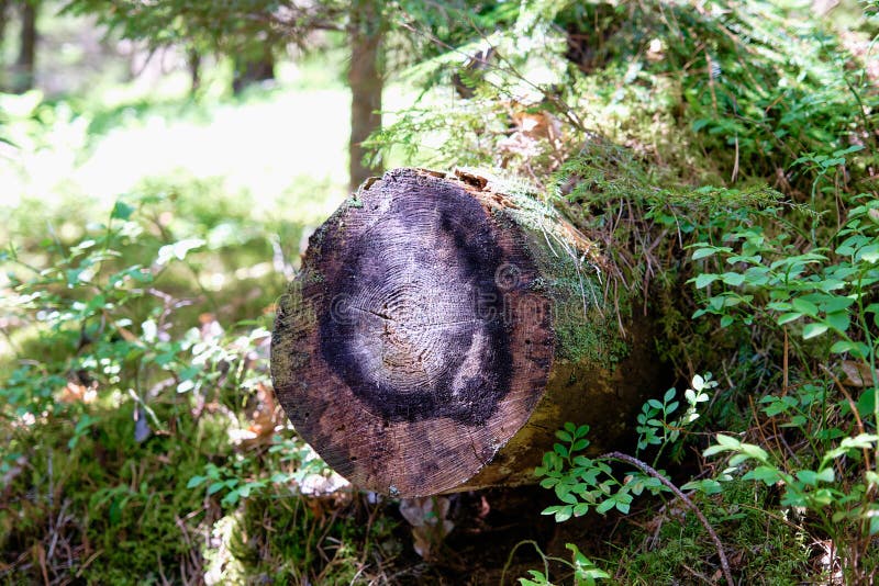 A Sawn Tree in Close-up, a View from the Sawn Side Stock Photo - Image ...