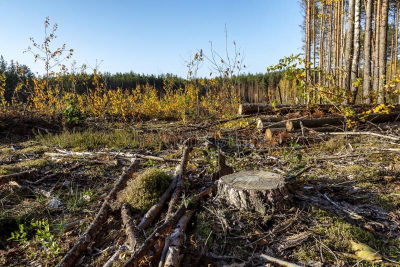 Concept of Deforestation - the Destruction of Forests Stock Image ...