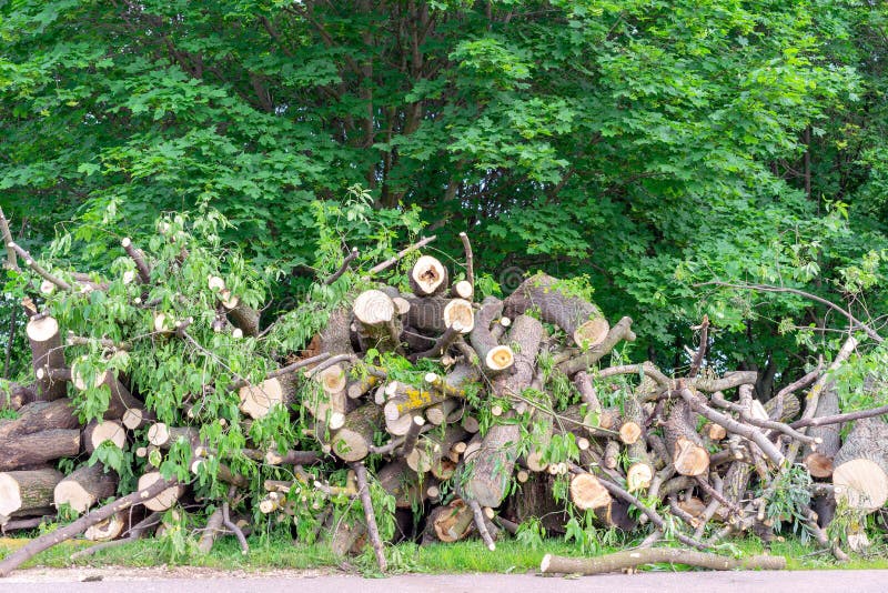 Sawn Tree after Falling As a Result of Natural Disaster Stock Image ...