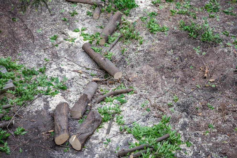 Remains of a Tree in the Yard after a Hurricane Stock Image - Image of ...