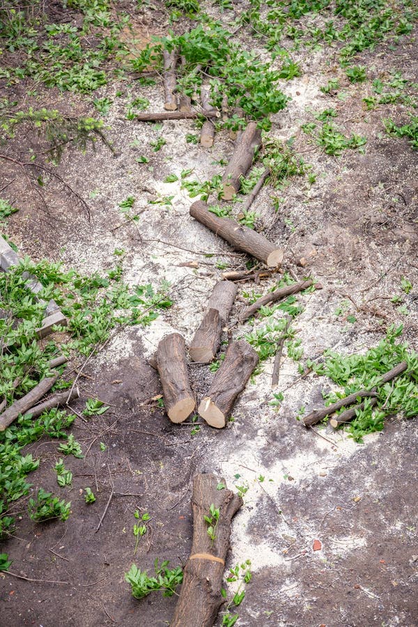 Remains of a Tree in the Yard after a Hurricane Stock Image - Image of ...