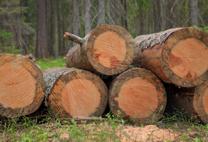 A Sawn Tree in the Forest, Logging, Deforestation, Round Logs Lie in a ...