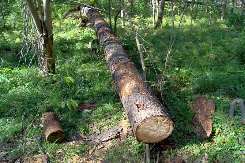 A sawn tree in the forest. stock image. Image of plant - 235546639
