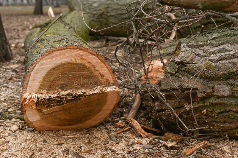 The Sawn Tree into Logs Lies on the Ground, Next To the Branches Stock ...