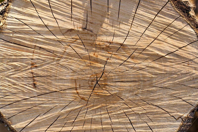 The sawn tree stock photo. Image of color, aging, sawed - 53296864