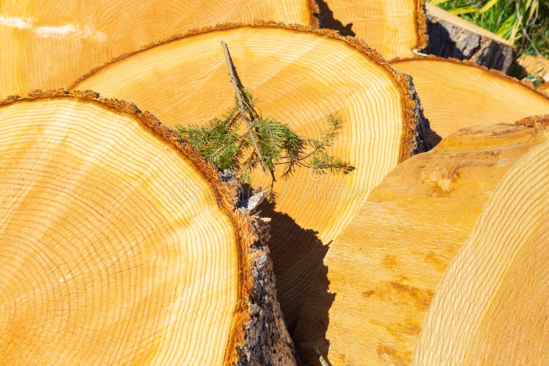 Sawn Tree Rounds Closeup of Circle Patterns of a Cut Tree Showing ...