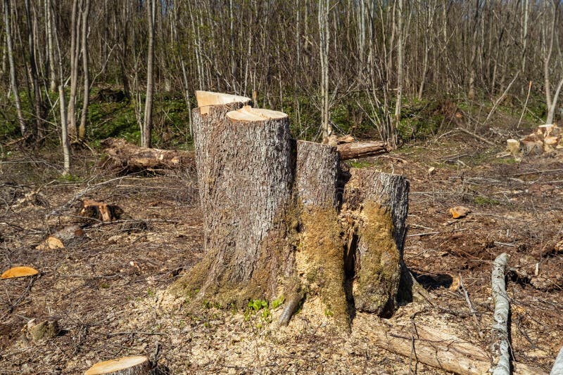 Sawn Tree Stump. Poor Quality Forest Sawing Stock Image - Image of ...