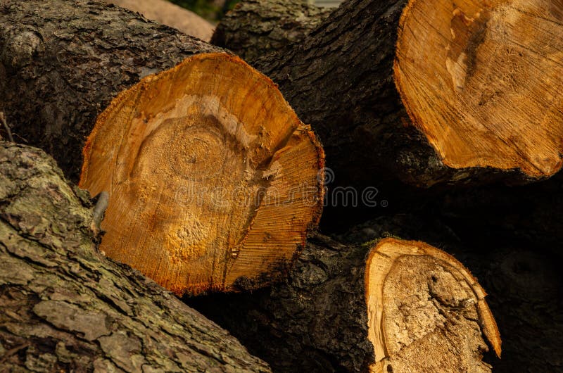 Sawn Tree Trunk with Chainsaw, Fresh Wood Stock Image - Image of rough ...