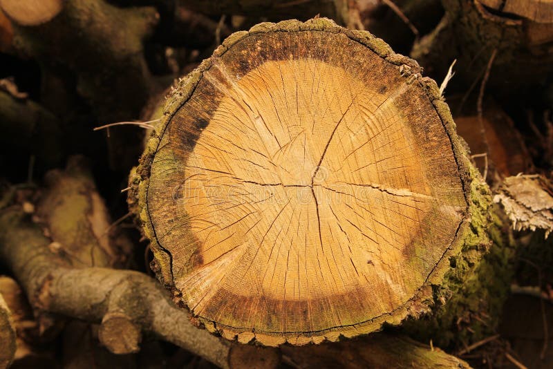 Animal Splits Stock Photos - Free & Royalty-Free Stock Photos from ...