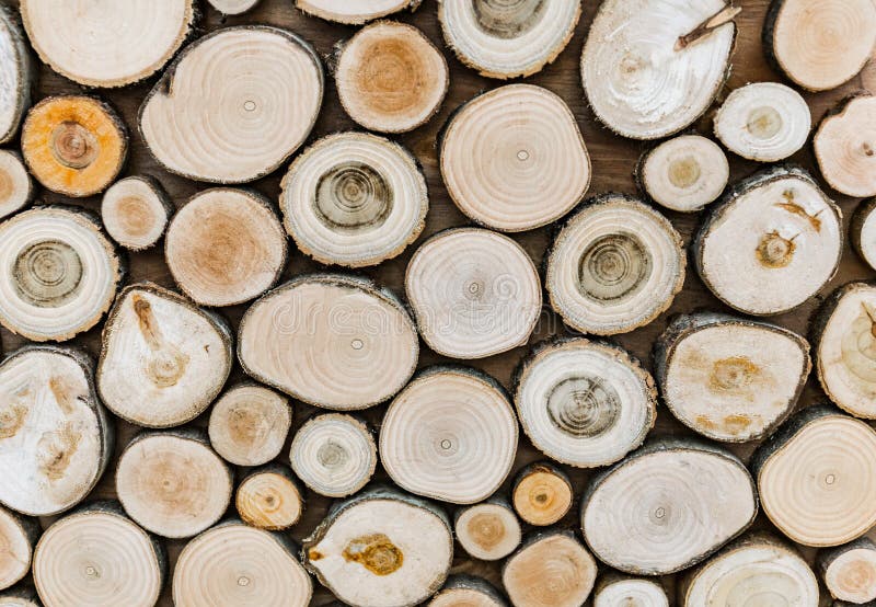 Sawn Tree Trunks of Different Sizes and Shapes Stock Image - Image of ...