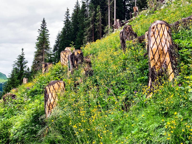 Sawn Tree Trunks on Forest Hill in Austria Stock Image - Image of trees ...