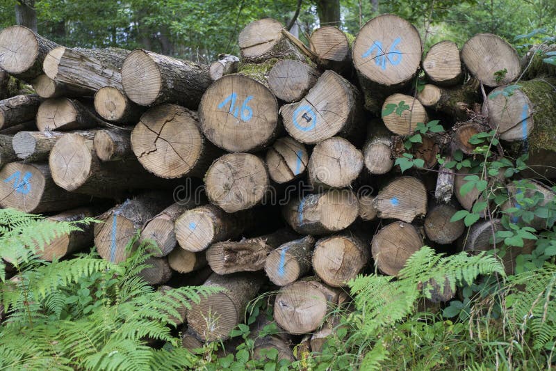 Sawn Tree Trunks Laid Neatly in Rows. Stock Image - Image of ...