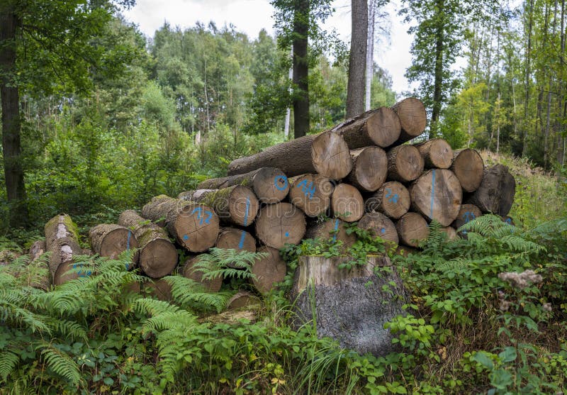 Sawn Tree Trunks Laid Neatly in Rows. Stock Image - Image of ...