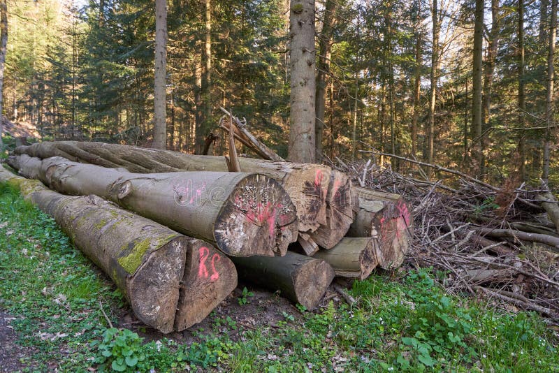 Sawn Tree Trunks Lie in the Forest and Rot. Close Up Stock Image ...