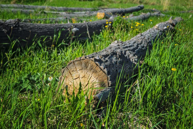 Sawn Tree Trunks Lie on the Green Grass.. Cleaning the Park from Old ...
