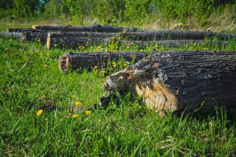 Sawn Tree Trunks Lie on the Green Grass.. Cleaning the Park from Old ...
