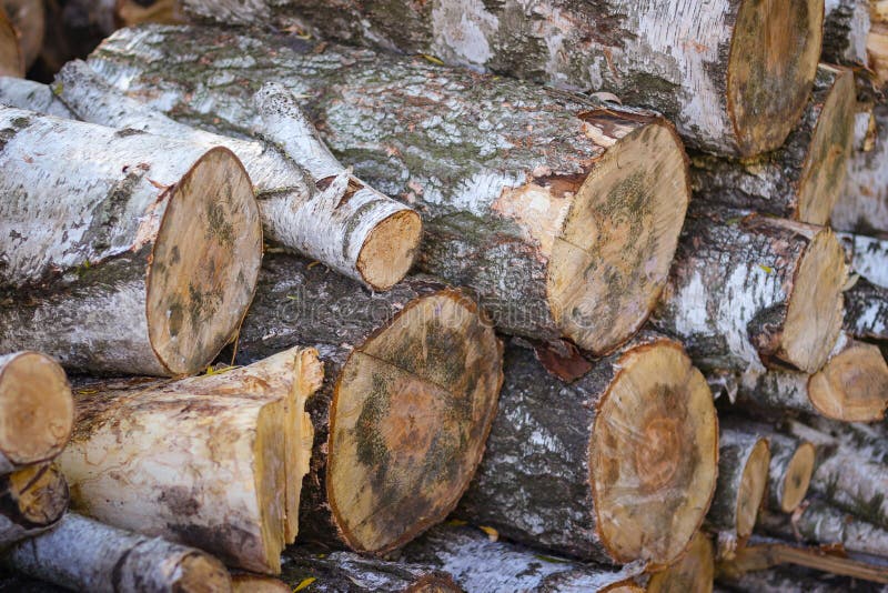 Sawn Tree Trunks Lie on Top of Each Other Stock Photo - Image of wood ...