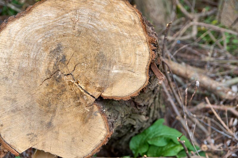 Sawn Trees Fallen from the Wind Stock Photo - Image of leaf, autumn ...