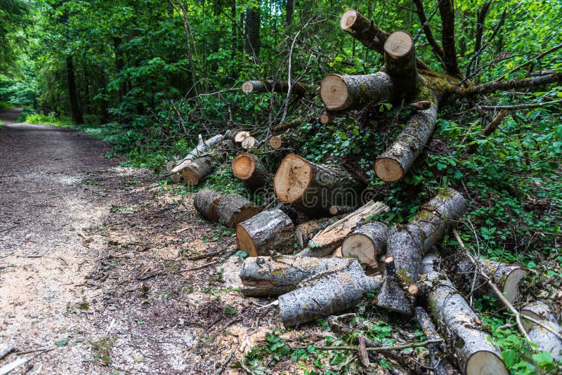 Sawn Trees that Fell Over a Forest Road in Sunny Summer Day Stock Image ...