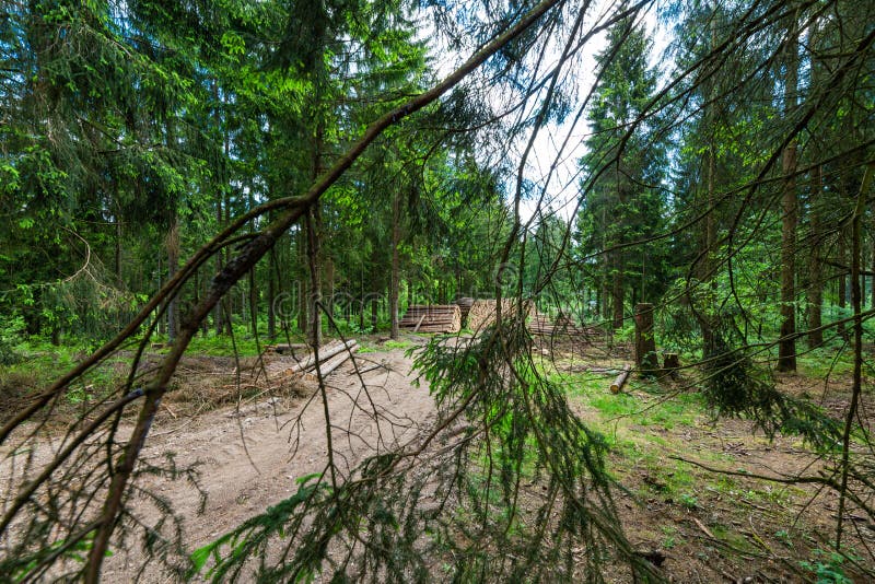Log Trunks Pile, the Logging Timber Forest Wood Industry. Sawn Trees ...
