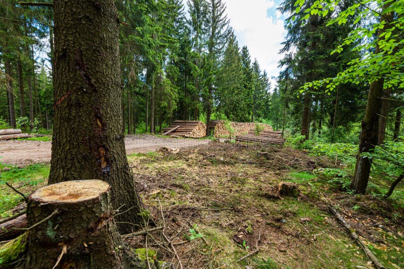 Log Trunks Pile, the Logging Timber Forest Wood Industry. Sawn Trees ...