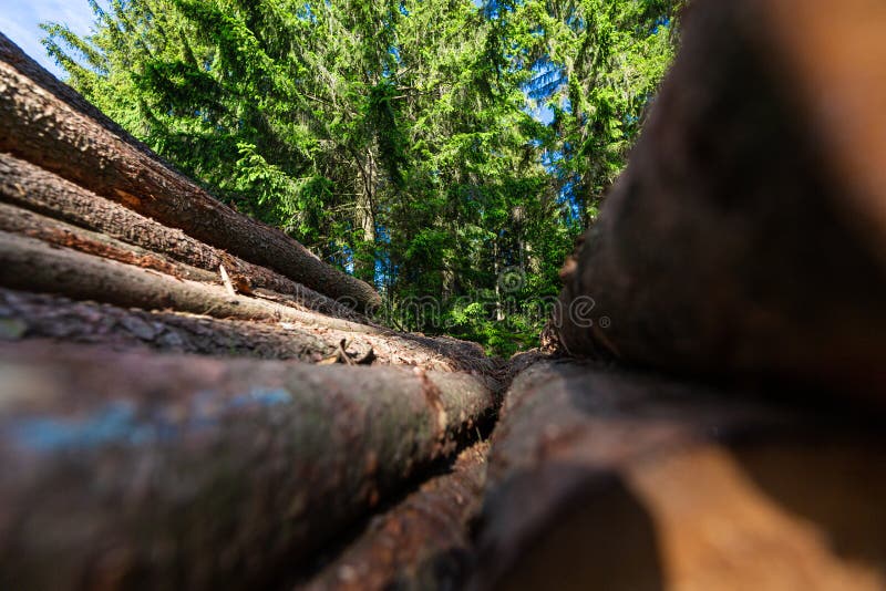 Log Trunks Pile, the Logging Timber Forest Wood Industry. Sawn Trees ...