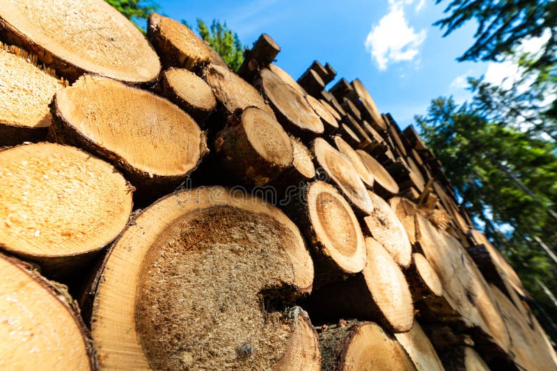 Log Trunks Pile, the Logging Timber Forest Wood Industry. Sawn Trees ...