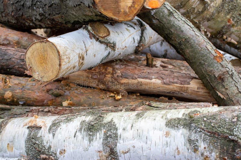 Sawn Trees from the Forest. Log Trunks Pile, the Logging Timber Forest ...