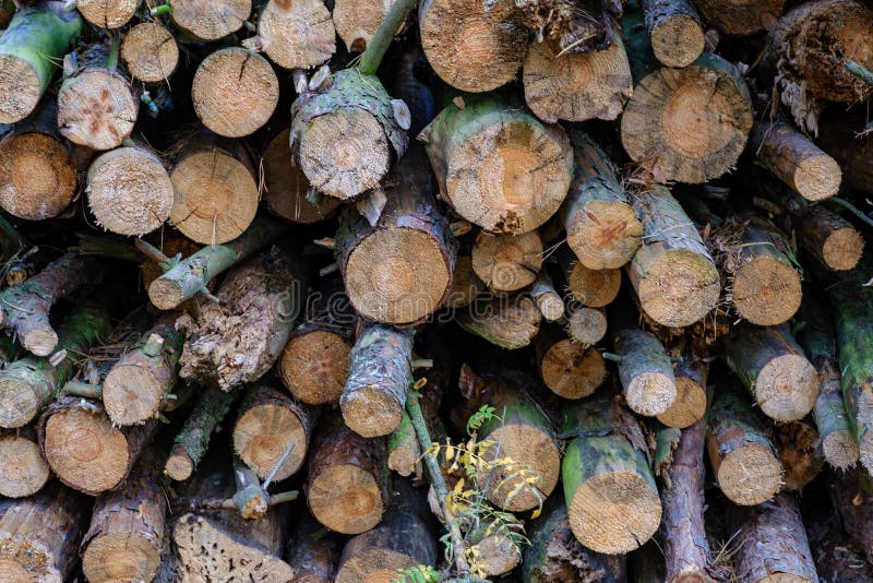 Sawn Trees from the Forest. Logging Timber Wood Industry Stock Image ...