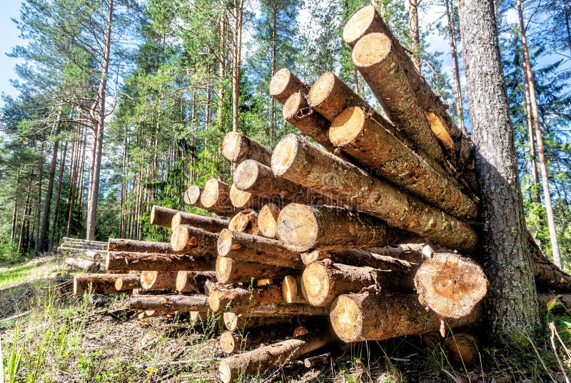 Sawn Trees in the Forest in Summer Stock Photo - Image of copse ...