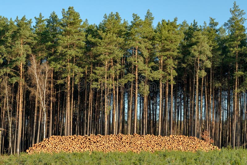 Sawn trees in the forest stock image. Image of material - 172404129