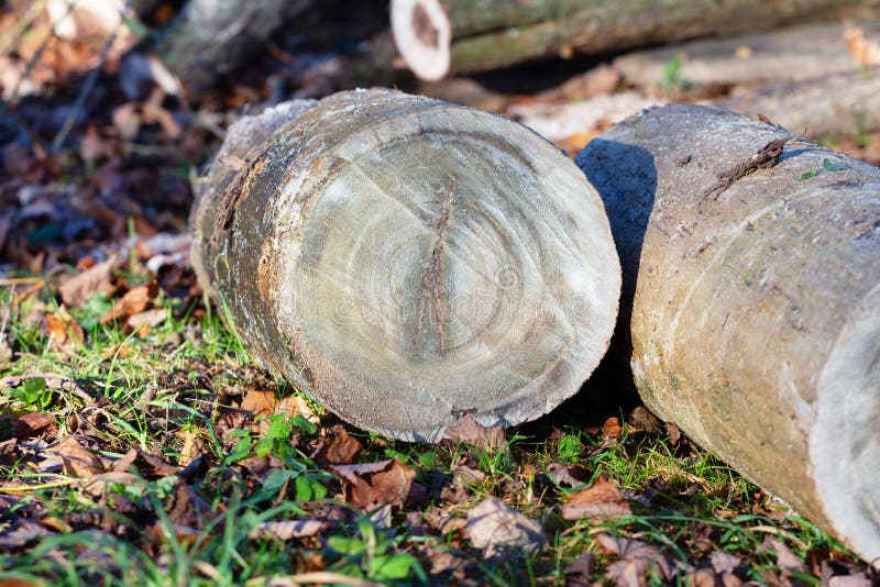 Rid Log Stock Photos - Free & Royalty-Free Stock Photos from Dreamstime