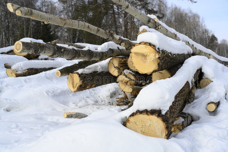 Sawn Trees Under Layer Snow Forest Winter Stock Photos - Free & Royalty ...