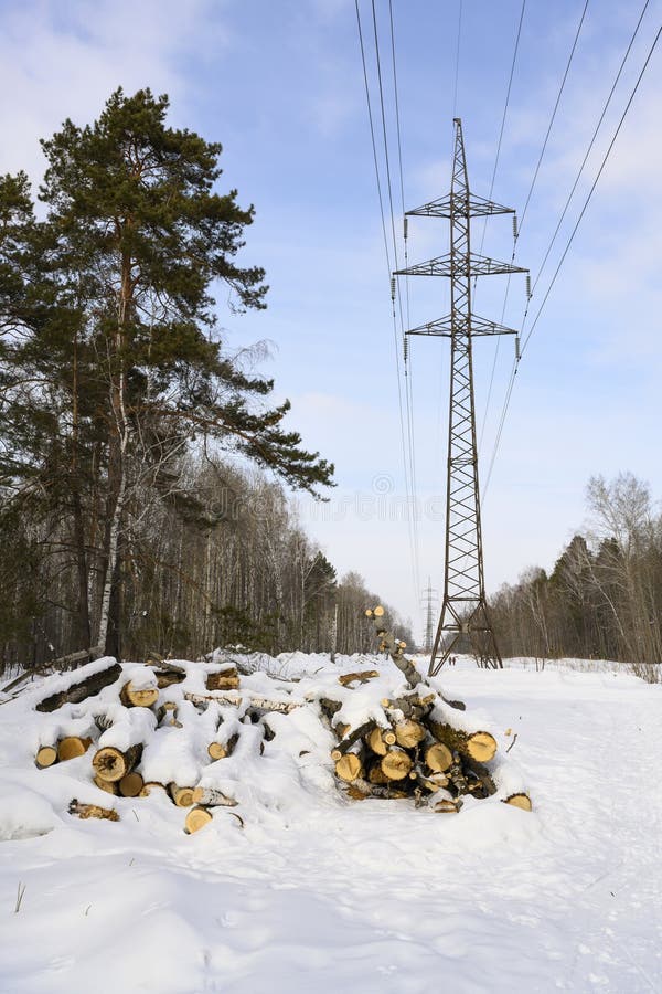 Sawn Trees Under a Layer of Snow and a Tall Pine Tree in Clearings with ...