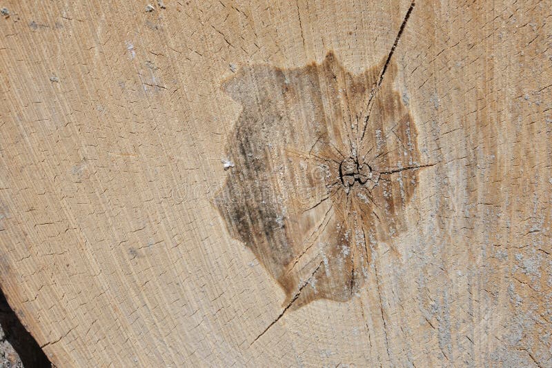 Sawn Wood Texture, Round Log in Sunlight Stock Photo - Image of wooden ...