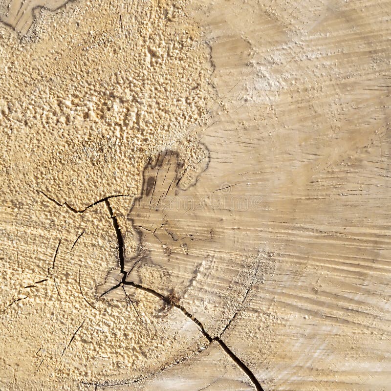 Sawn wood texture stock photo. Image of horizontal, circle - 215316610