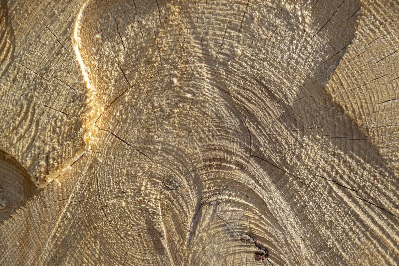 Sawn wood texture stock image. Image of industry, pattern - 216412993