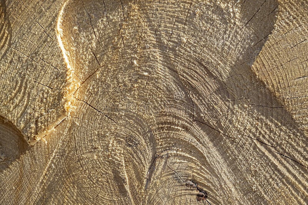 Sawn wood texture stock image. Image of industry, pattern - 216412993