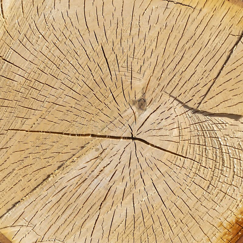 Sawn wood texture stock photo. Image of lumber, brown - 216909112