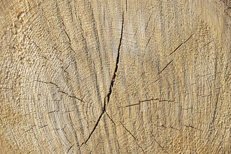Sawn wood texture stock photo. Image of bark, circle - 215576232