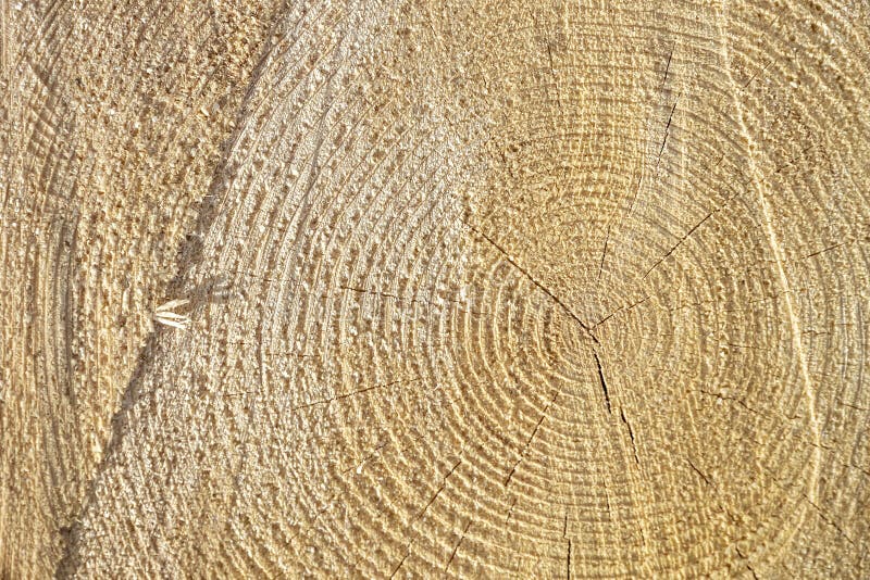 Sawn wood texture stock image. Image of organic, industry - 215576293