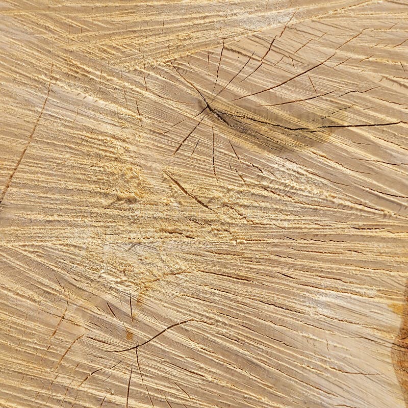Sawn wood texture stock image. Image of nature, bark - 215862759