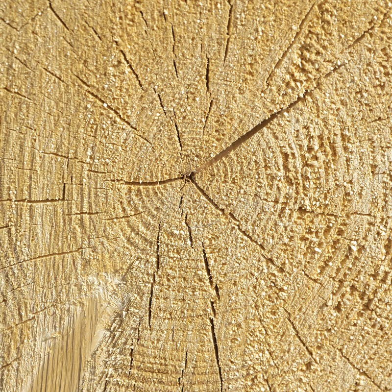 Sawn wood texture stock photo. Image of grain, organic - 216909144